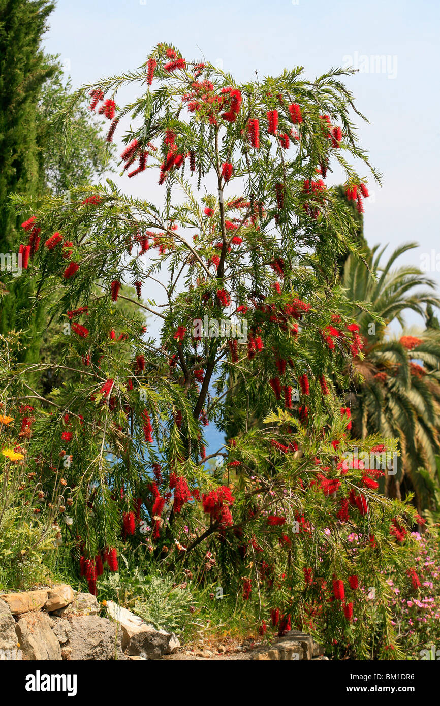 Callistemon sp., bottlebrush Stock Photo - Alamy