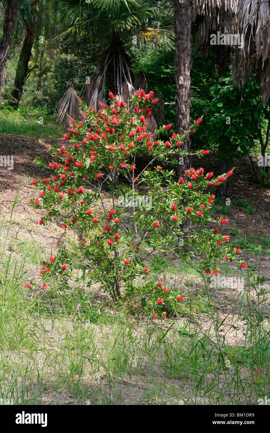 Callistemon sp., bottlebrush Stock Photo - Alamy