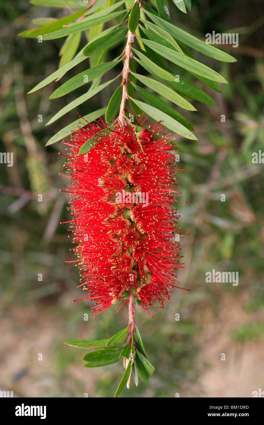 Callistemon citrinus, crimson bottlebush Stock Photo - Alamy