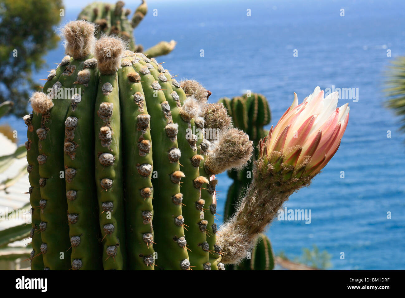 Horizontal cactus hi-res stock photography and images - Alamy