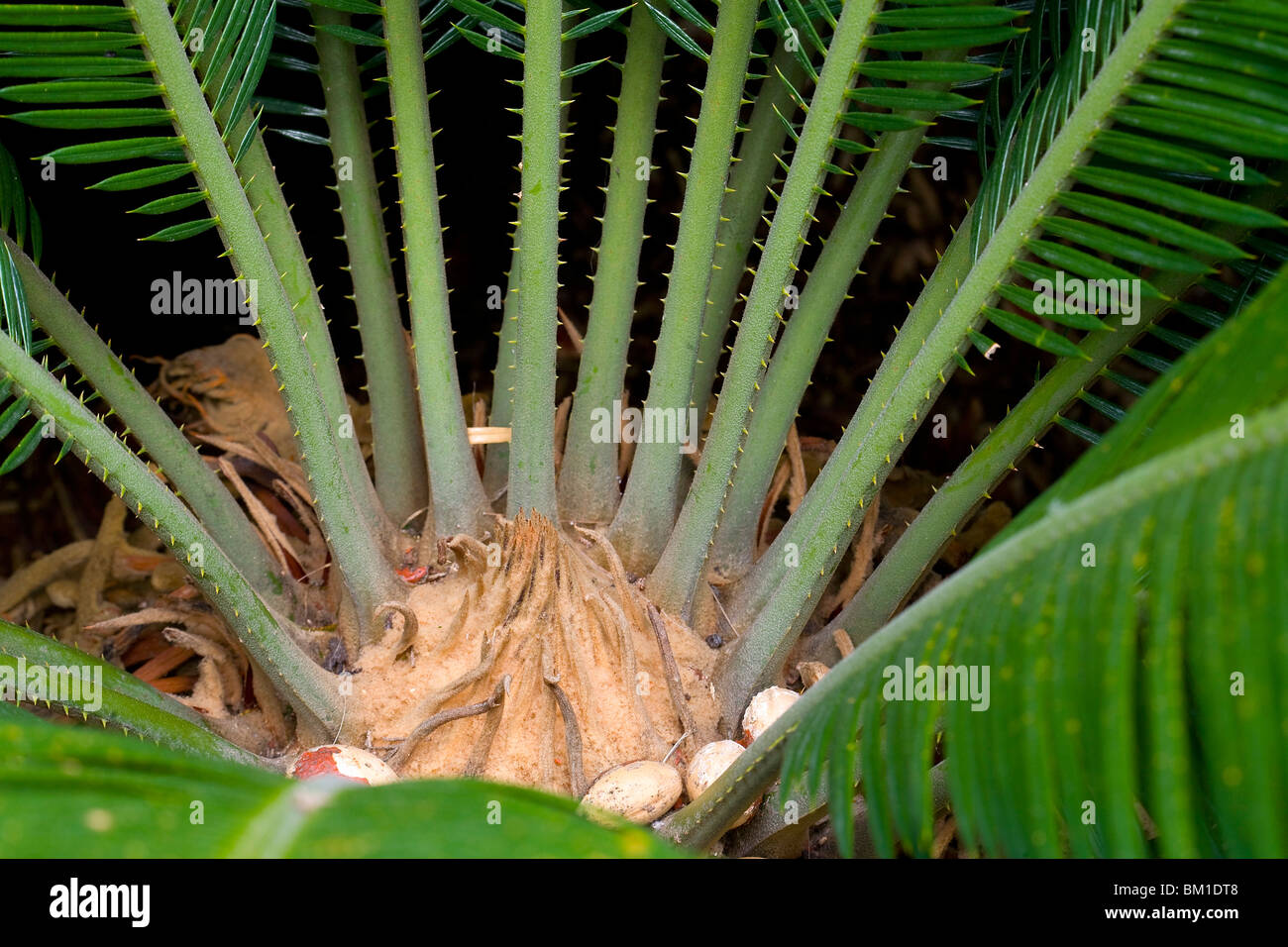 Cycas revoluta, Japanese sago palm Stock Photo - Alamy