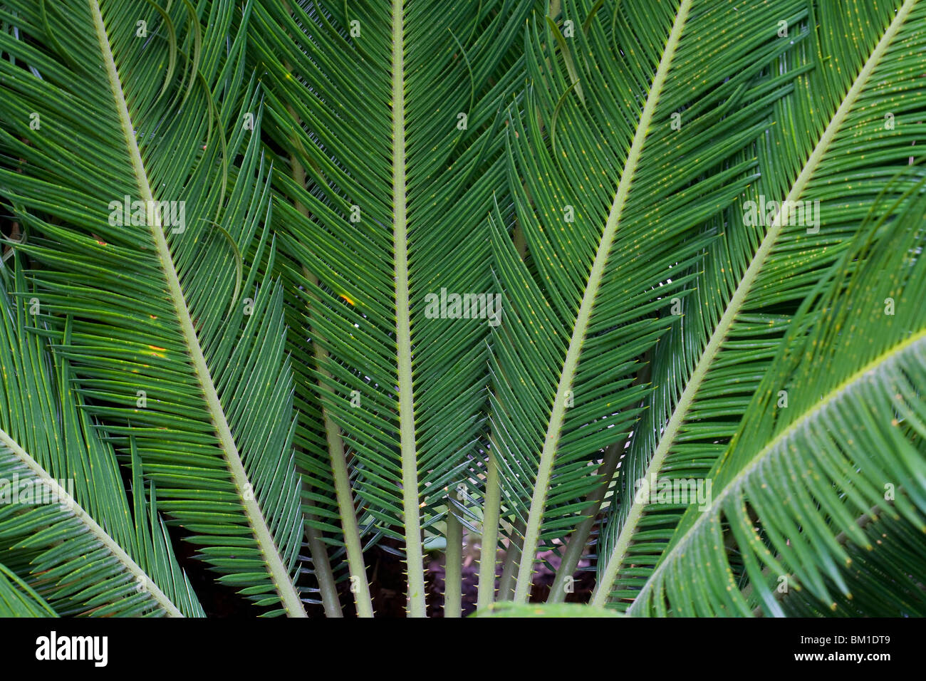 Cycas revoluta japanese sago palm hi-res stock photography and images ...