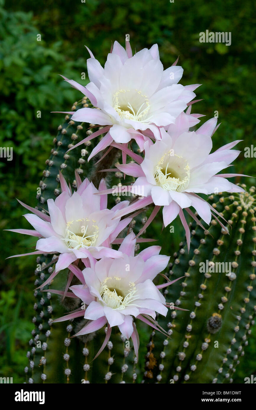 Echinopsis oxygona, cactus Stock Photo - Alamy