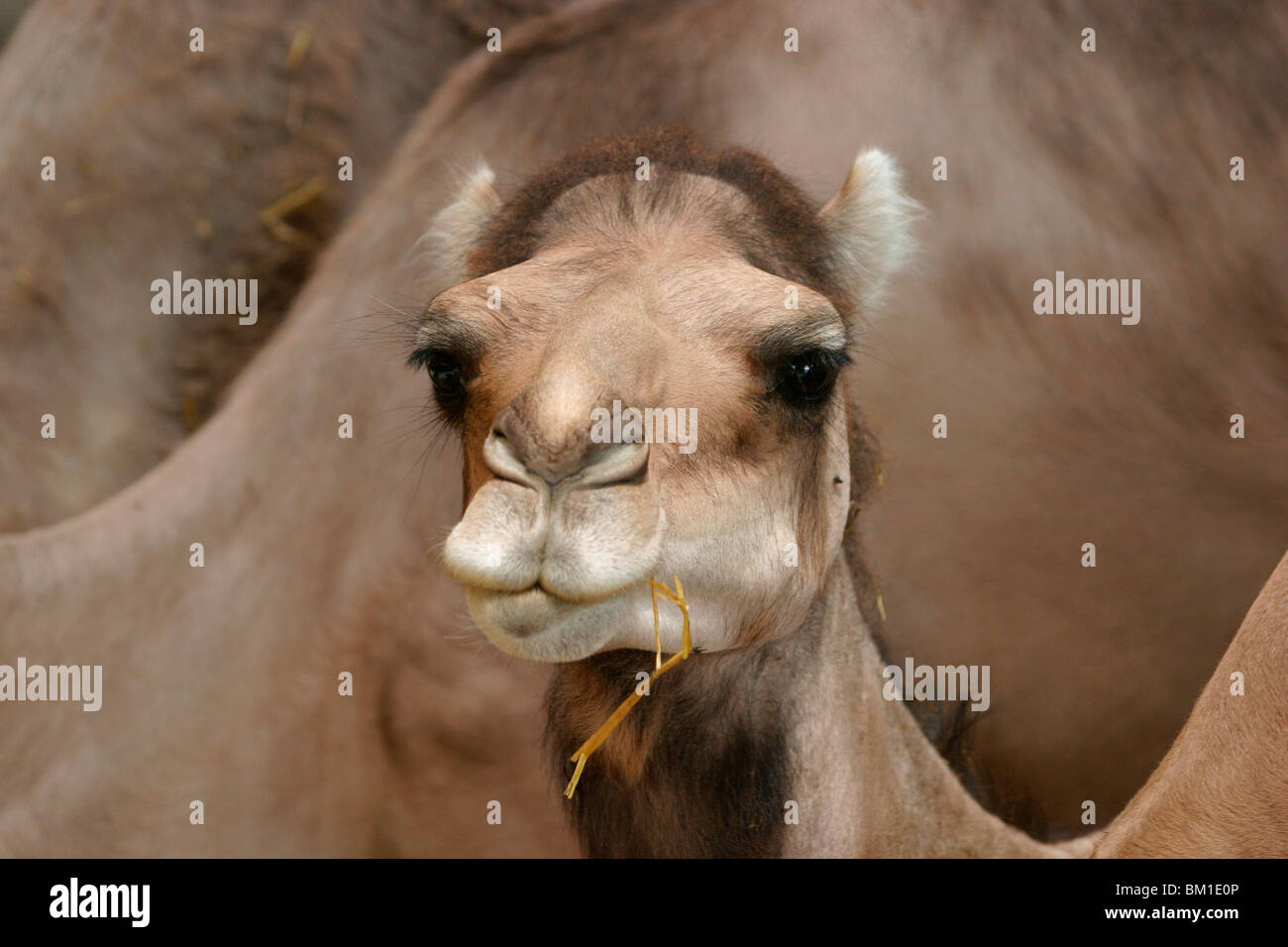 Dromedare hi-res stock photography and images - Alamy