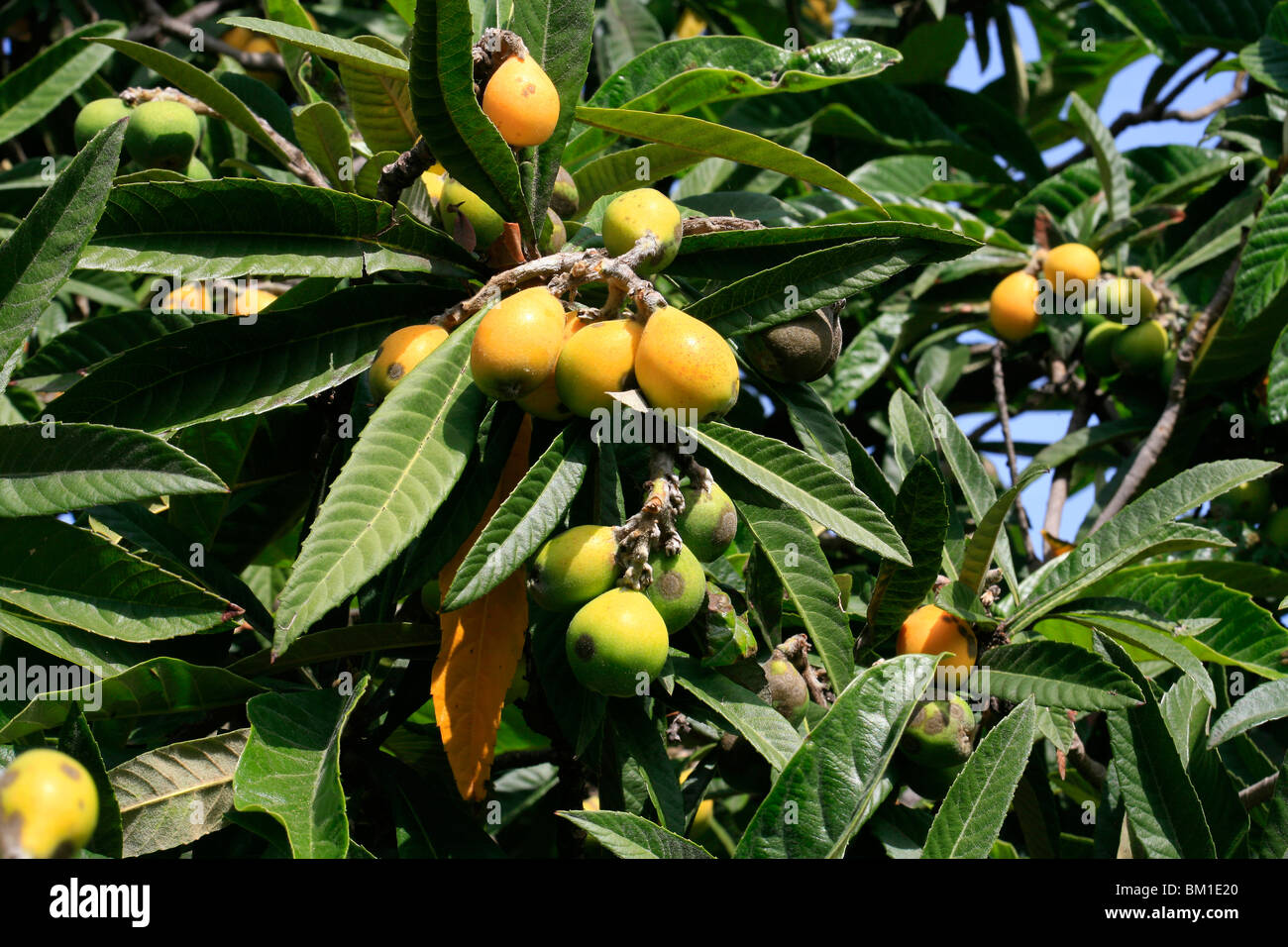 Eriobotrya japonica, loquat, nespolo del Giappone Stock Photo - Alamy