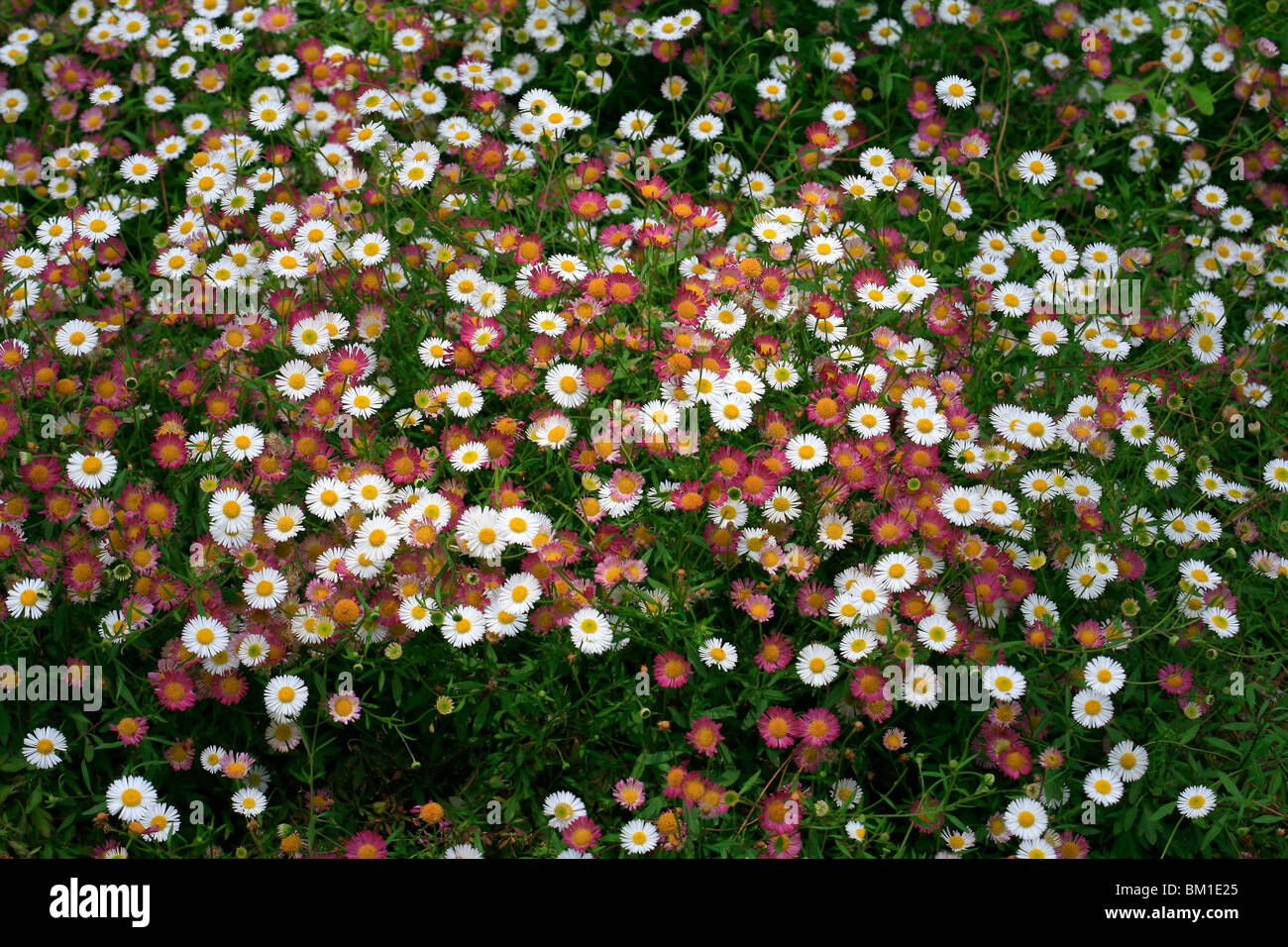 Erigeron karvinskianus mucronatus hi-res stock photography and images ...