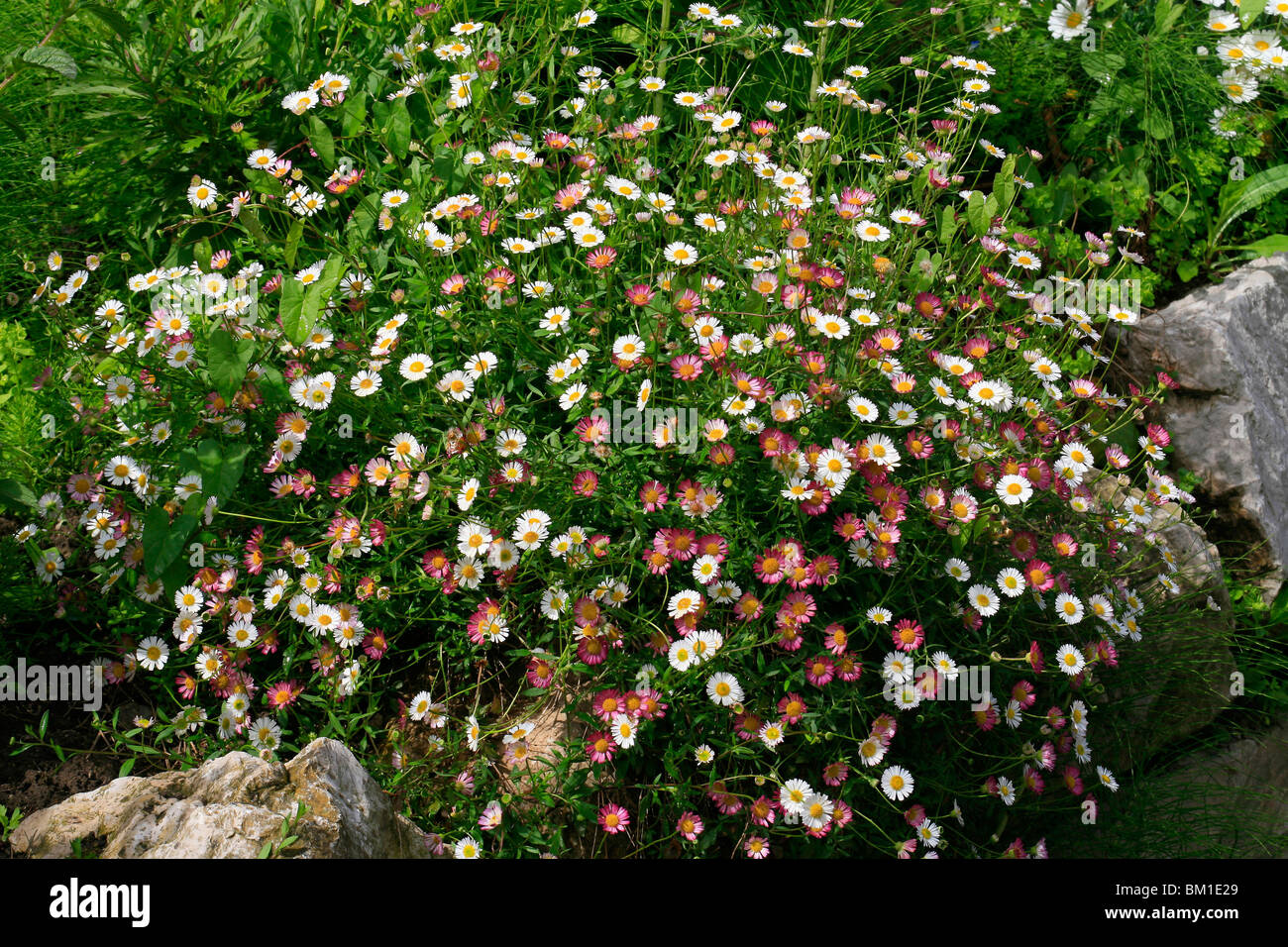 Erigeron karvinskianus mucronatus hi-res stock photography and images ...