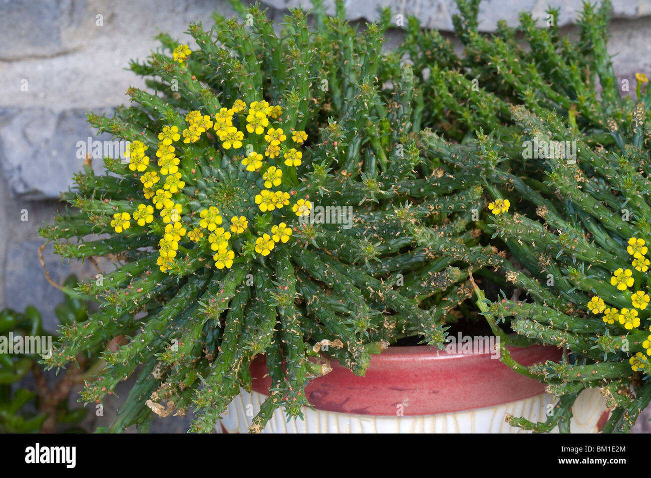 Euphorbia pugniformis, spurge, flowers (cyathia Stock Photo - Alamy
