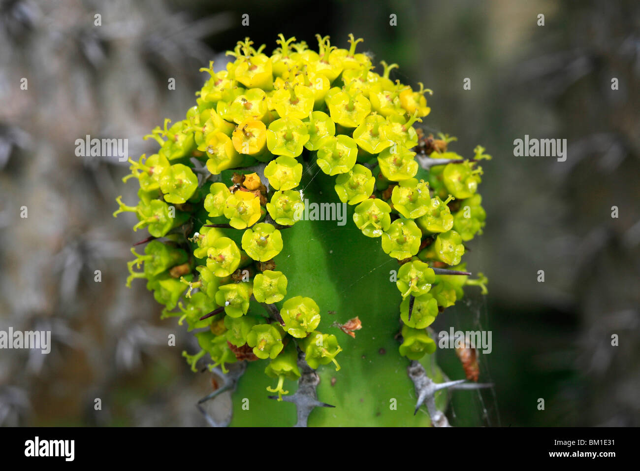 Euphorbia coerulescens hi-res stock photography and images - Alamy