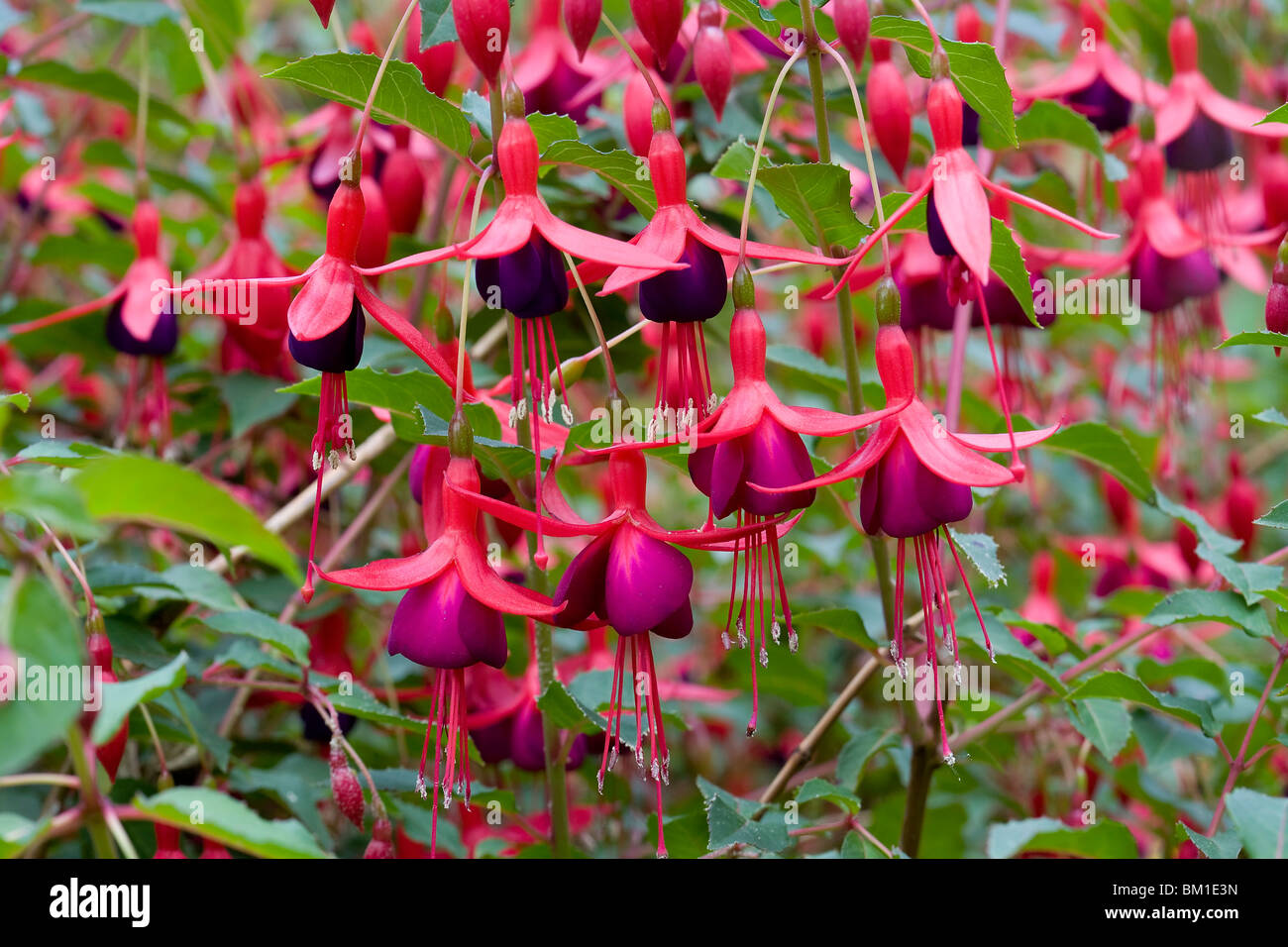 Fuchsia x hybrida hi-res stock photography and images - Alamy