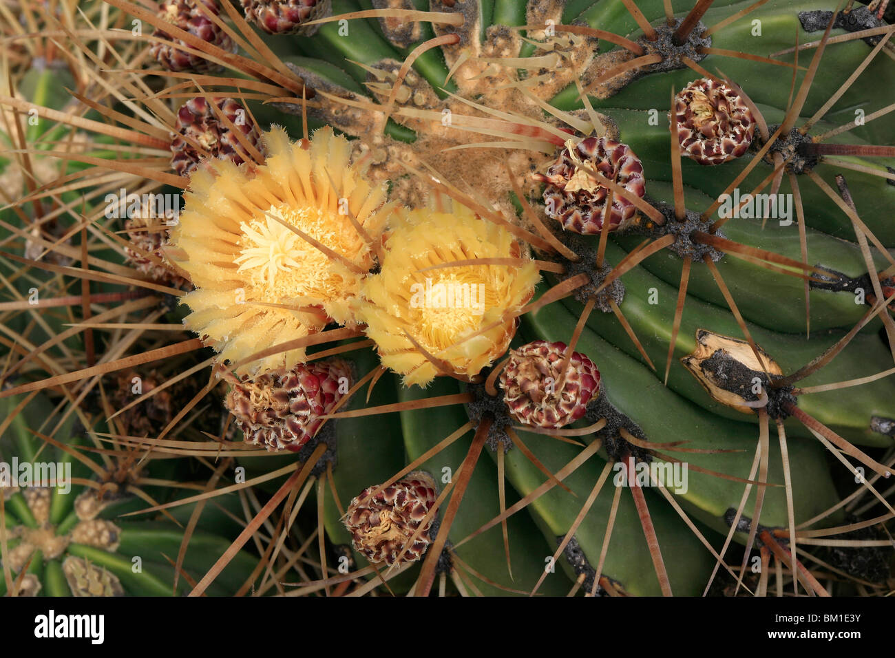 Ferocactus Sp High Resolution Stock Photography and Images - Alamy