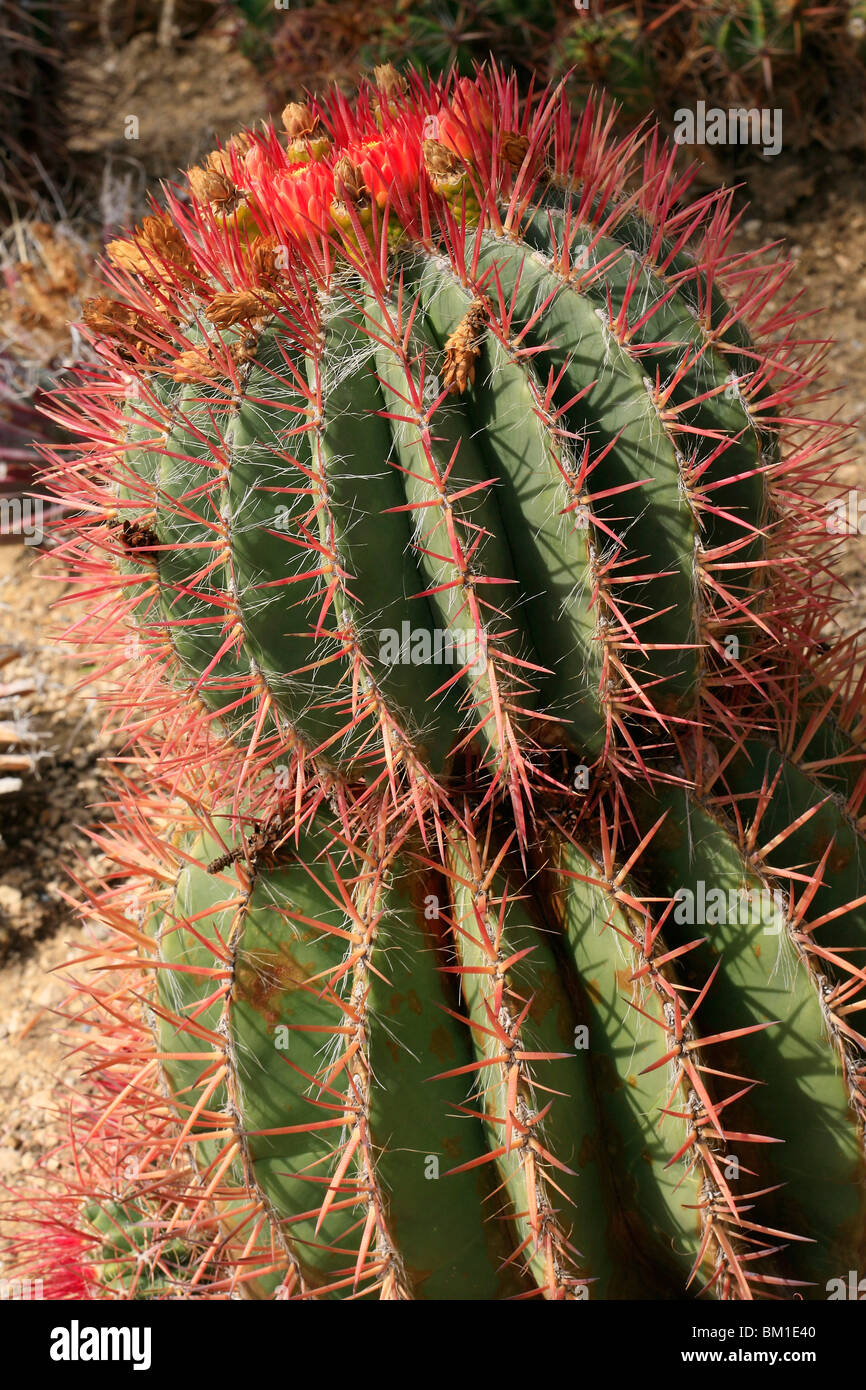 Ferocactus sp hi-res stock photography and images - Alamy
