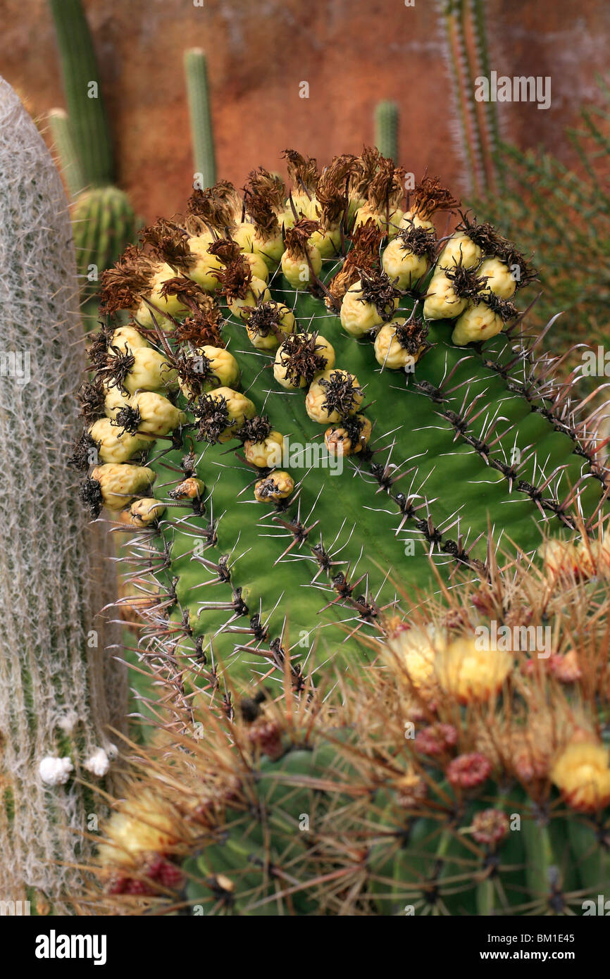 Ferocactus sp., cactus Stock Photo - Alamy
