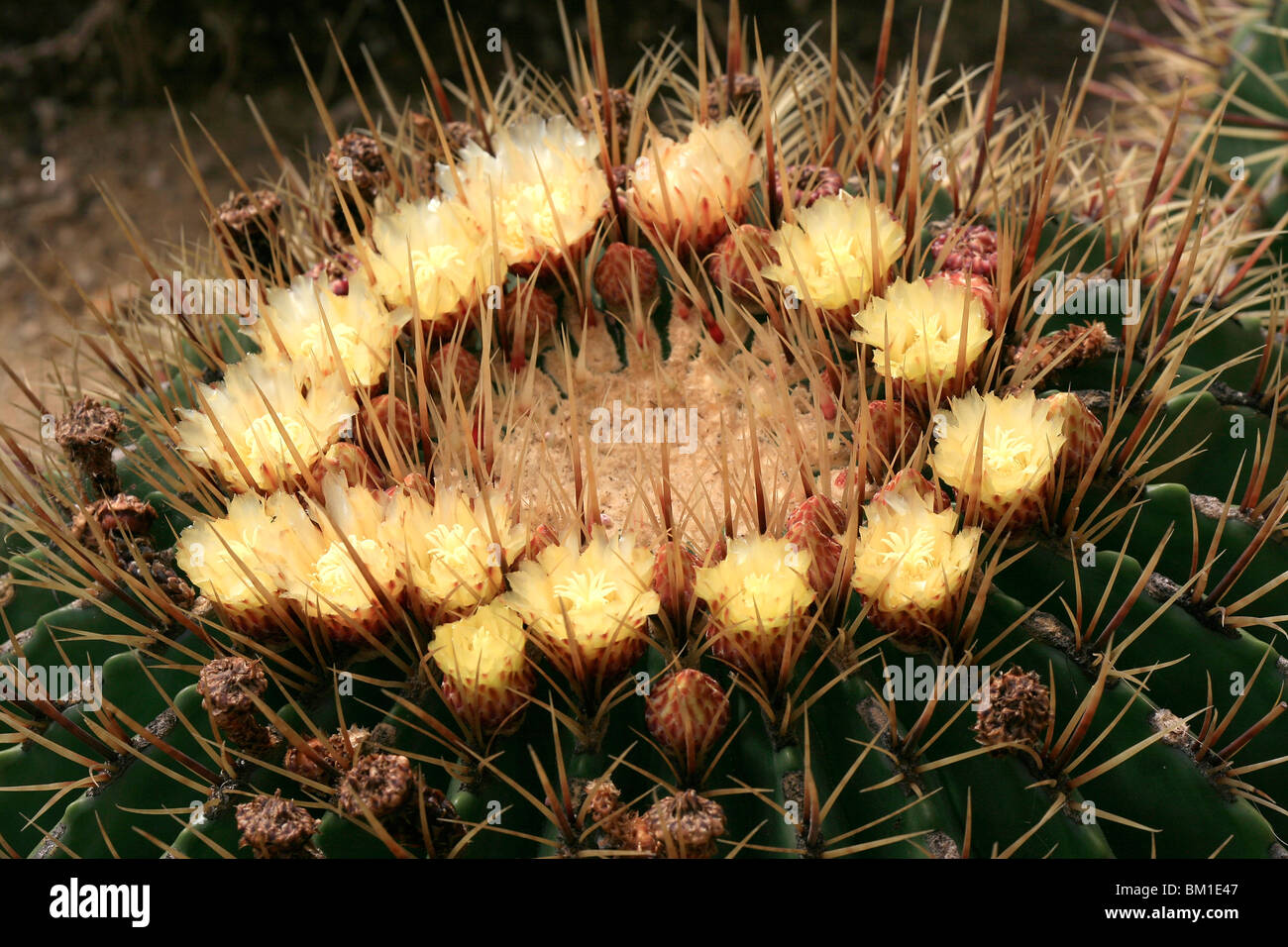 Ferocactus sp., cactus Stock Photo - Alamy