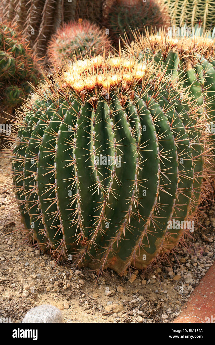 Ferocactus sp., cactus Stock Photo - Alamy