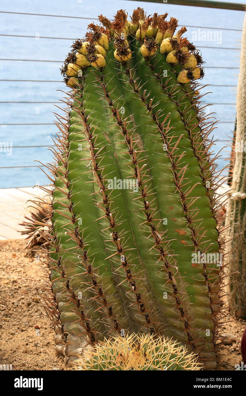 Ferocactus sp., cactus Stock Photo - Alamy