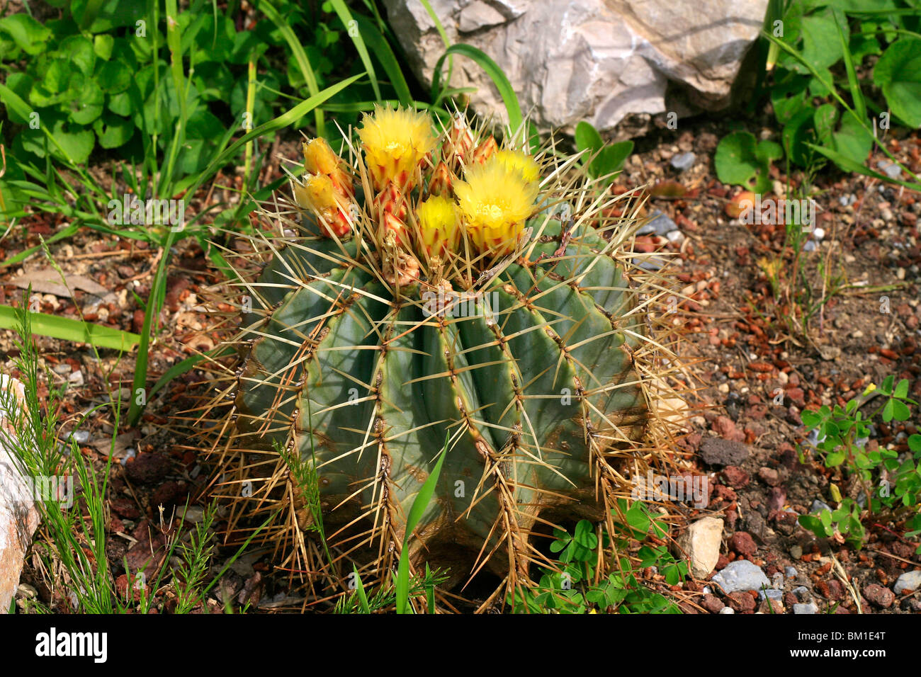 Ferocactus alamosanus, cactus Stock Photo - Alamy