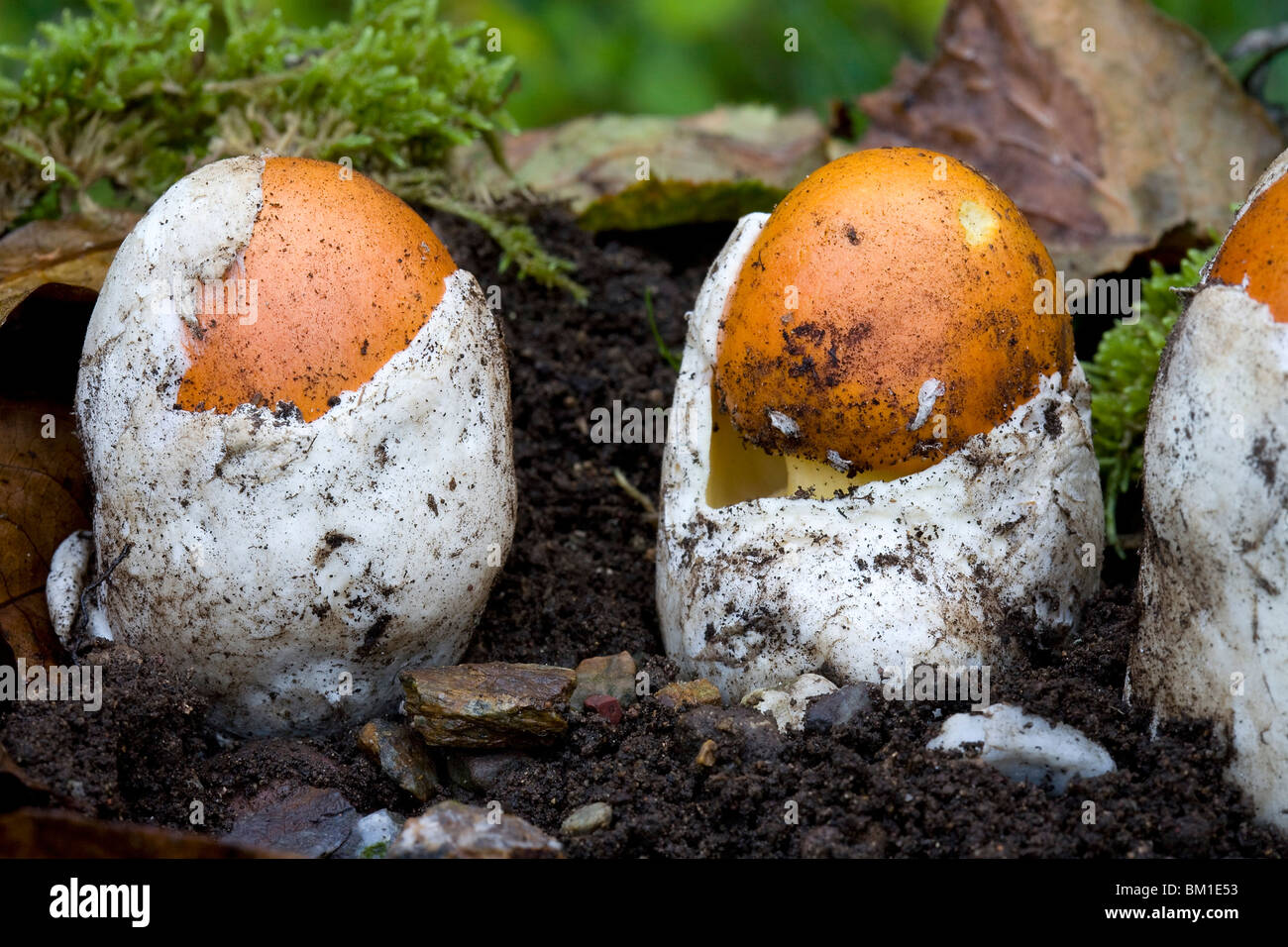 Ovulo ovulo hi-res stock photography and images - Alamy