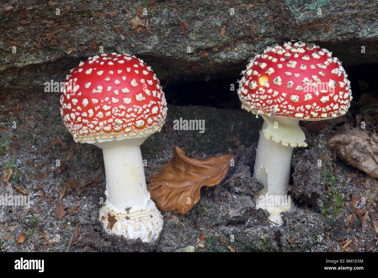 Amanita muscaria, ovulo malefico, fungo Stock Photo - Alamy