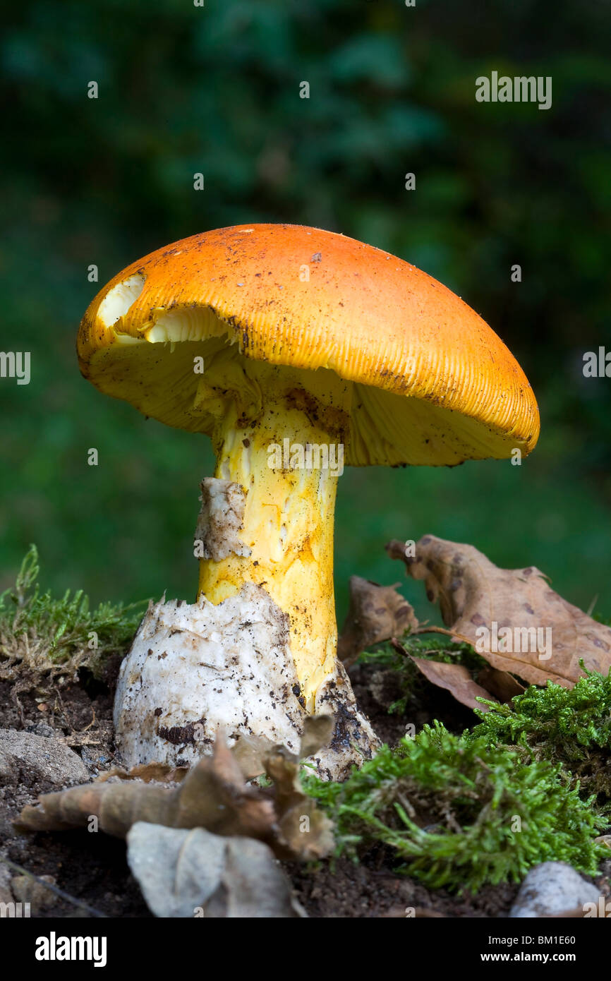 Amanita cesarea, Caesar's Mushroom, ovulo buono Stock Photo - Alamy