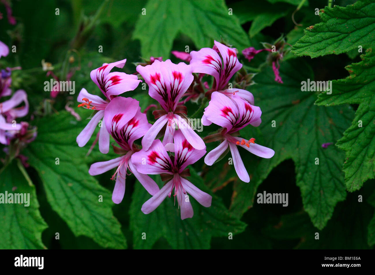 Pelargonium "Mabel Gray", scented-leaved pelargonium Stock Photo - Alamy