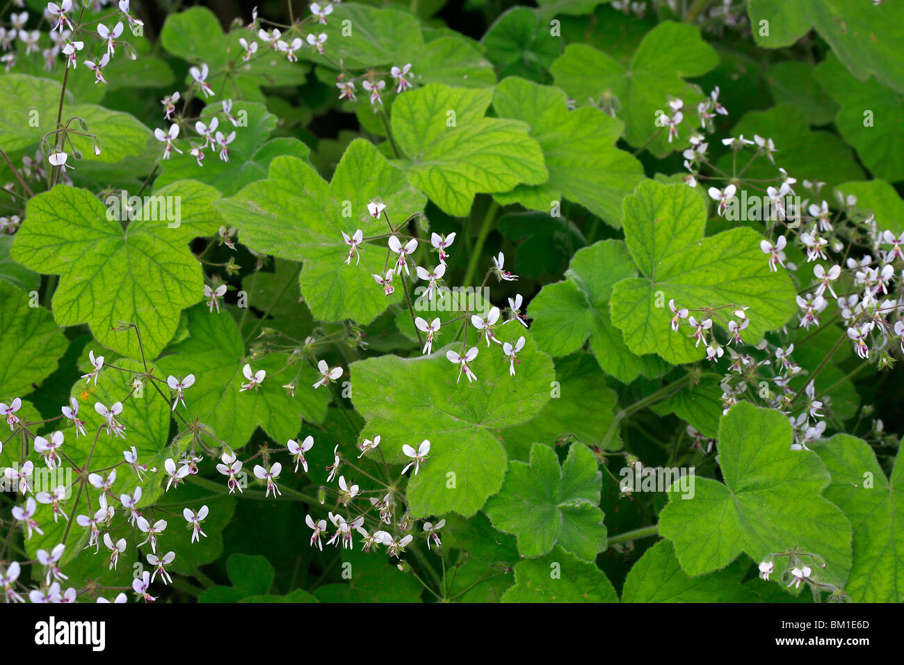 Pelargonium tomentosum hi-res stock photography and images - Alamy