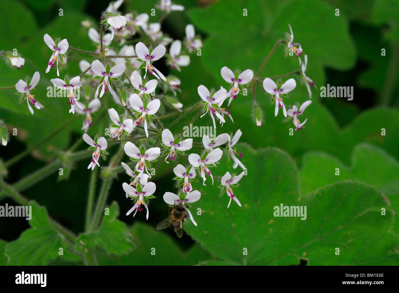 Pelargonium tomentosum hi-res stock photography and images - Alamy