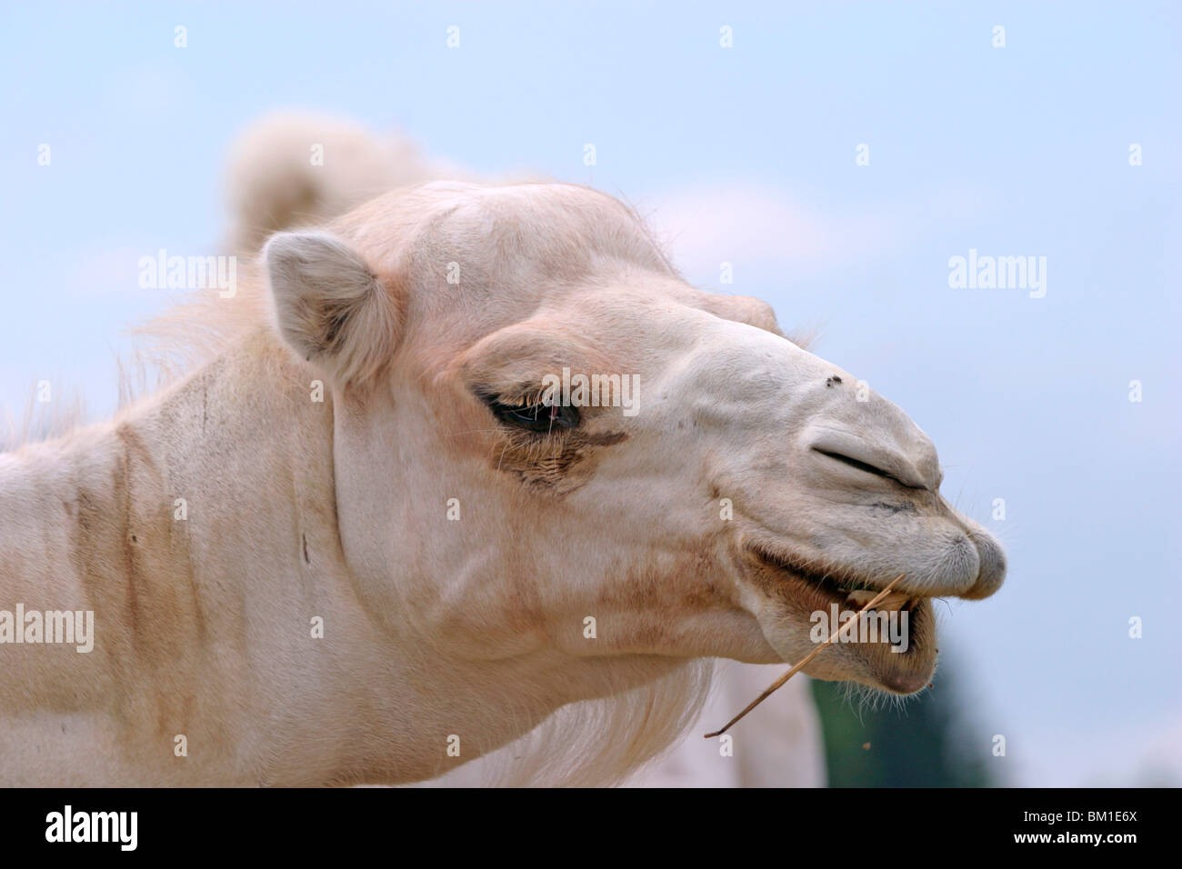 Kopf eines Dromedares / Dromedary head Stock Photo - Alamy