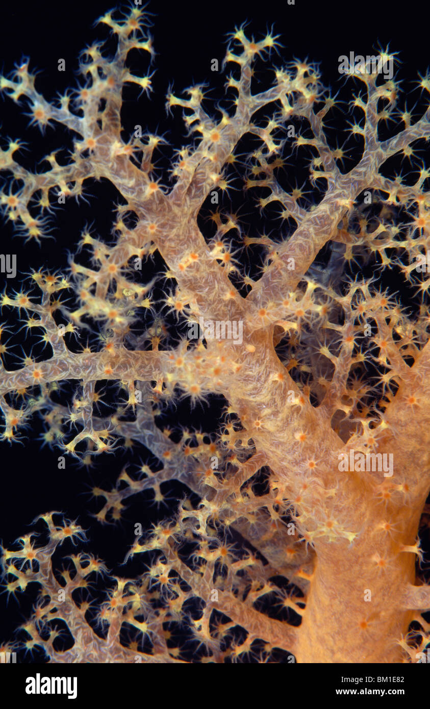 Close-up of a Soft tree coral underwater Stock Photo - Alamy