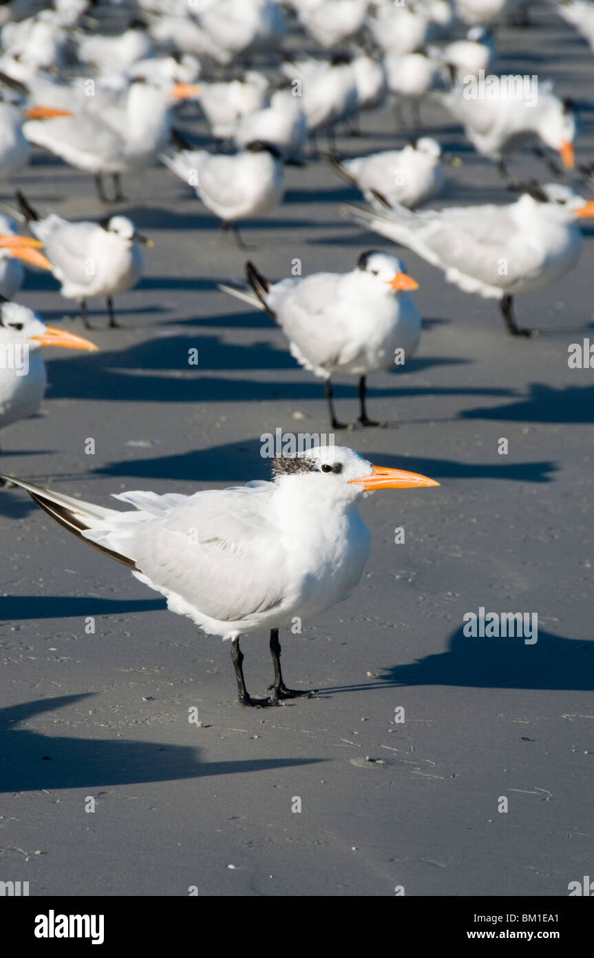 Royal tern birds on beach, Sanibel Island, Gulf Coast, Florida, United ...