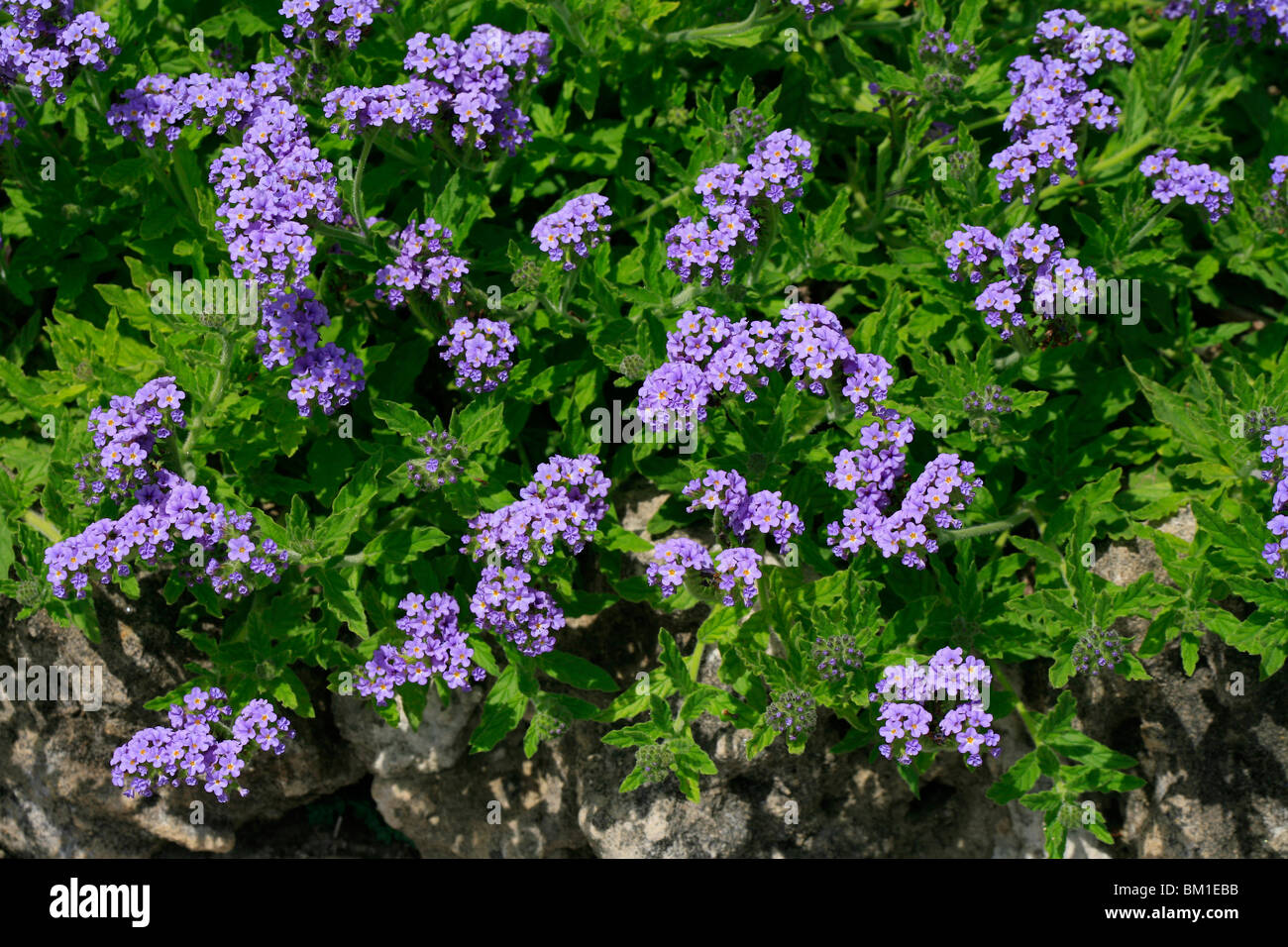 Heliotropium amplexicaule, heliotrope, eliotropo Stock Photo - Alamy