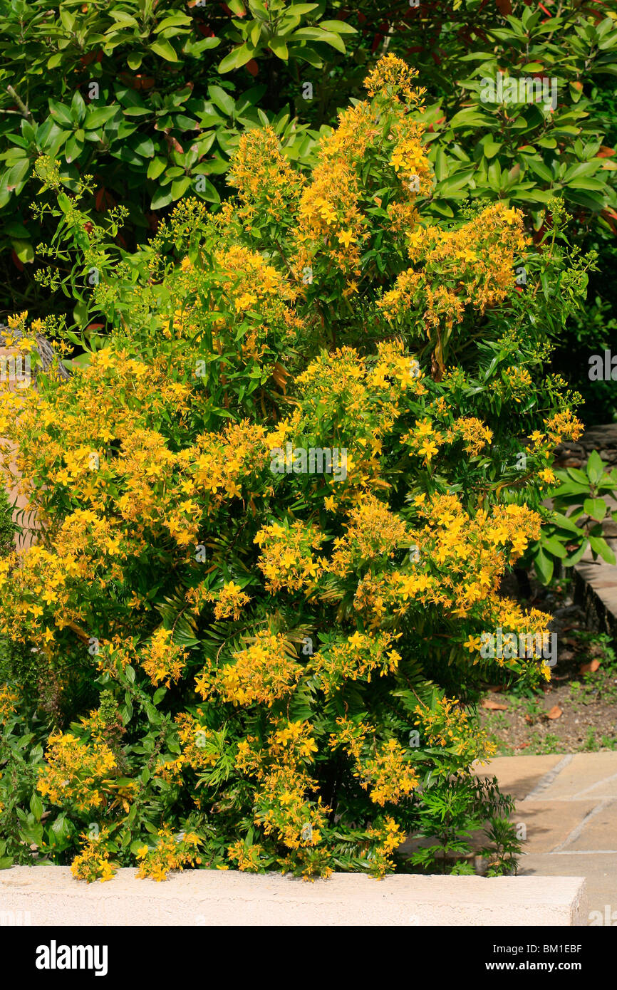 Hypericum canariense hi-res stock photography and images - Alamy