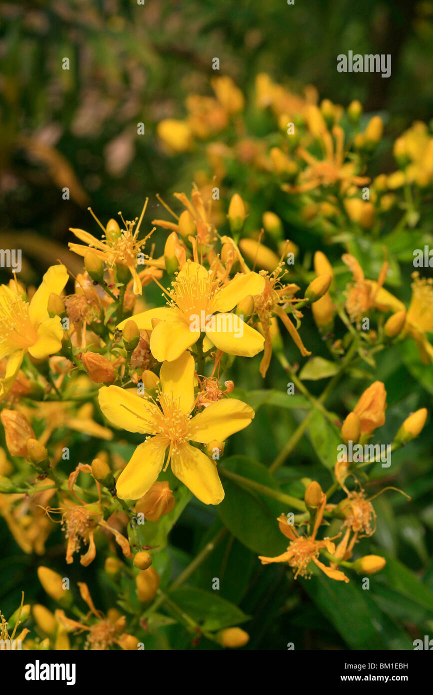 Hypericum canariense hi-res stock photography and images - Alamy