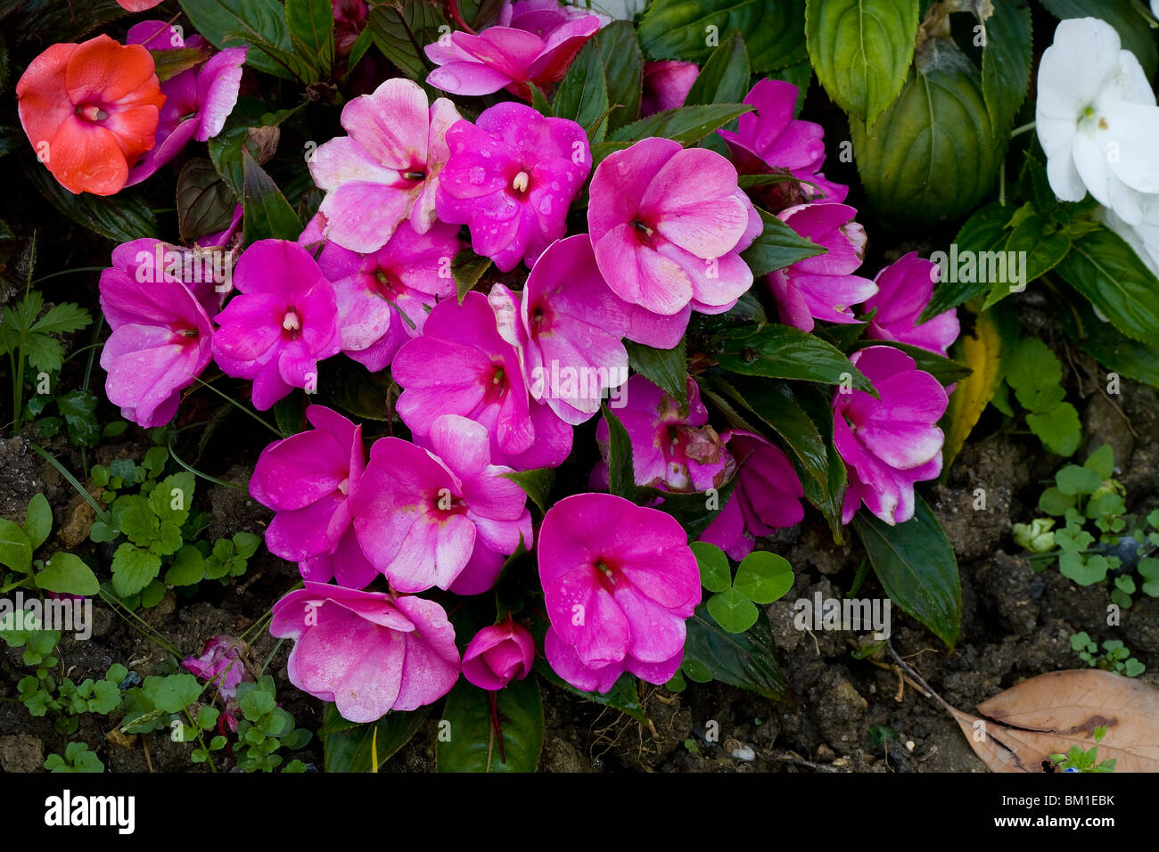 Impatiens "New Guinea", busy Lizzie, fior di vetro Stock Photo - Alamy