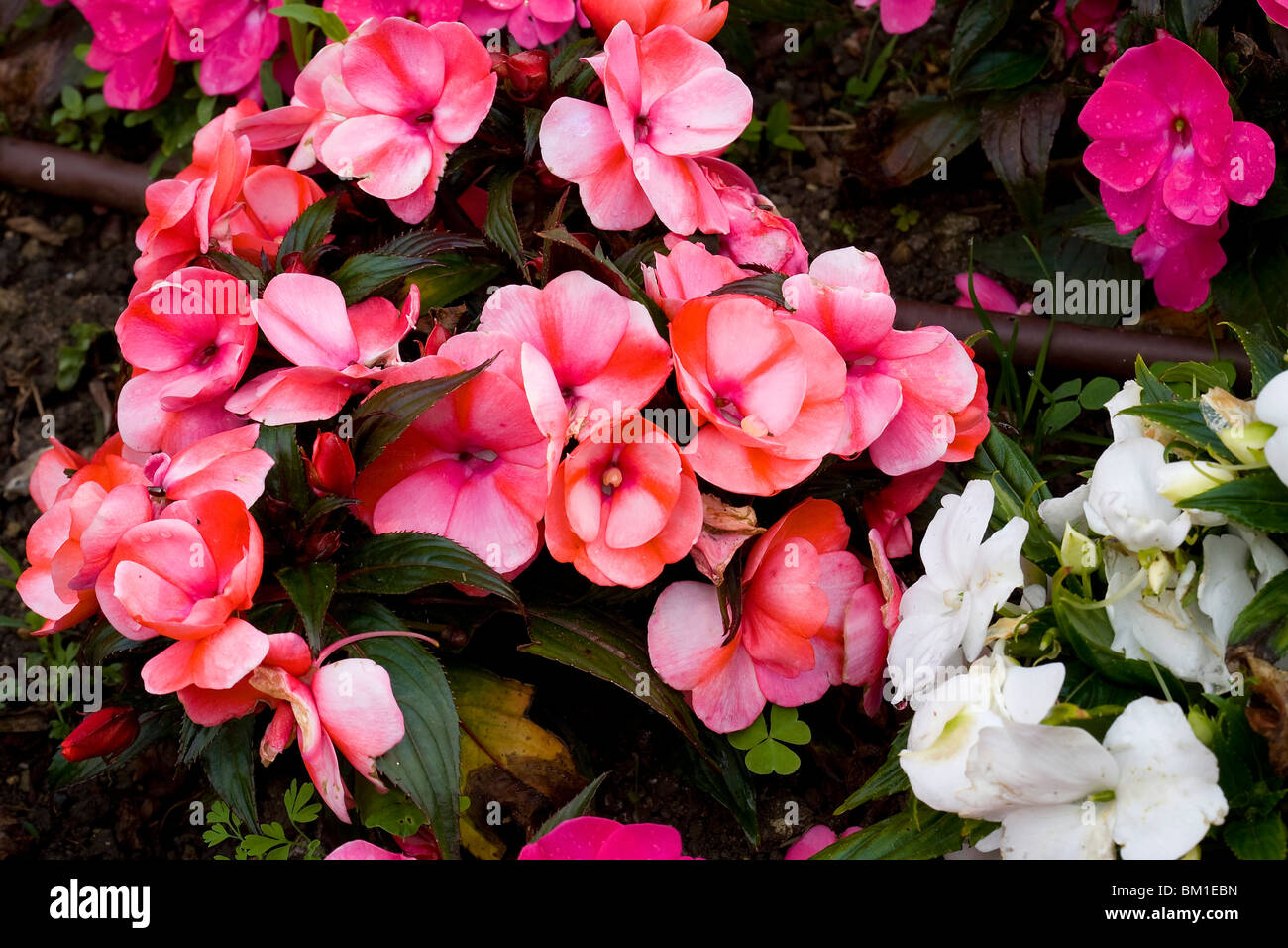 Impatiens "New Guinea", busy Lizzie, fior di vetro Stock Photo - Alamy