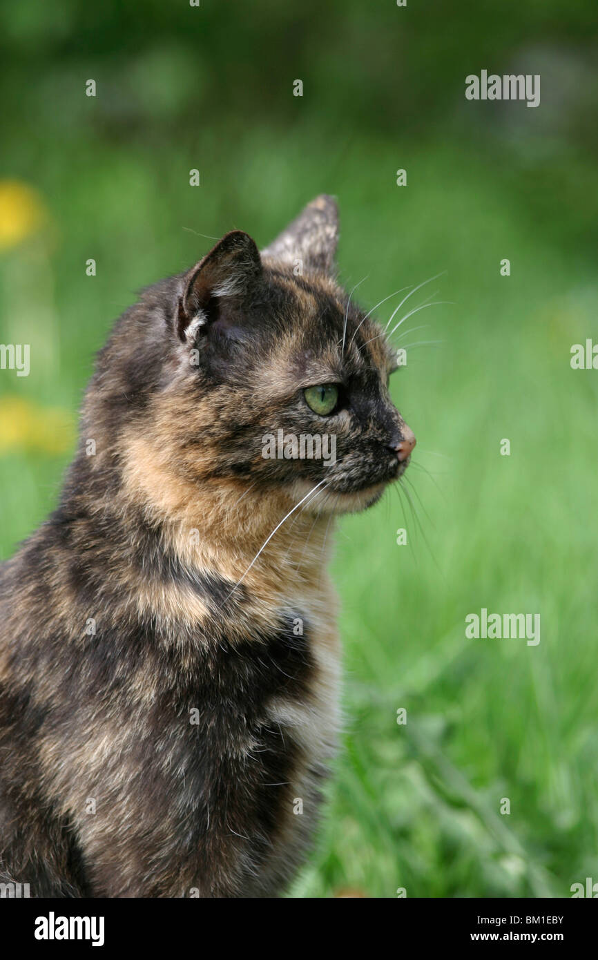 Female cat head hi-res stock photography and images - Alamy