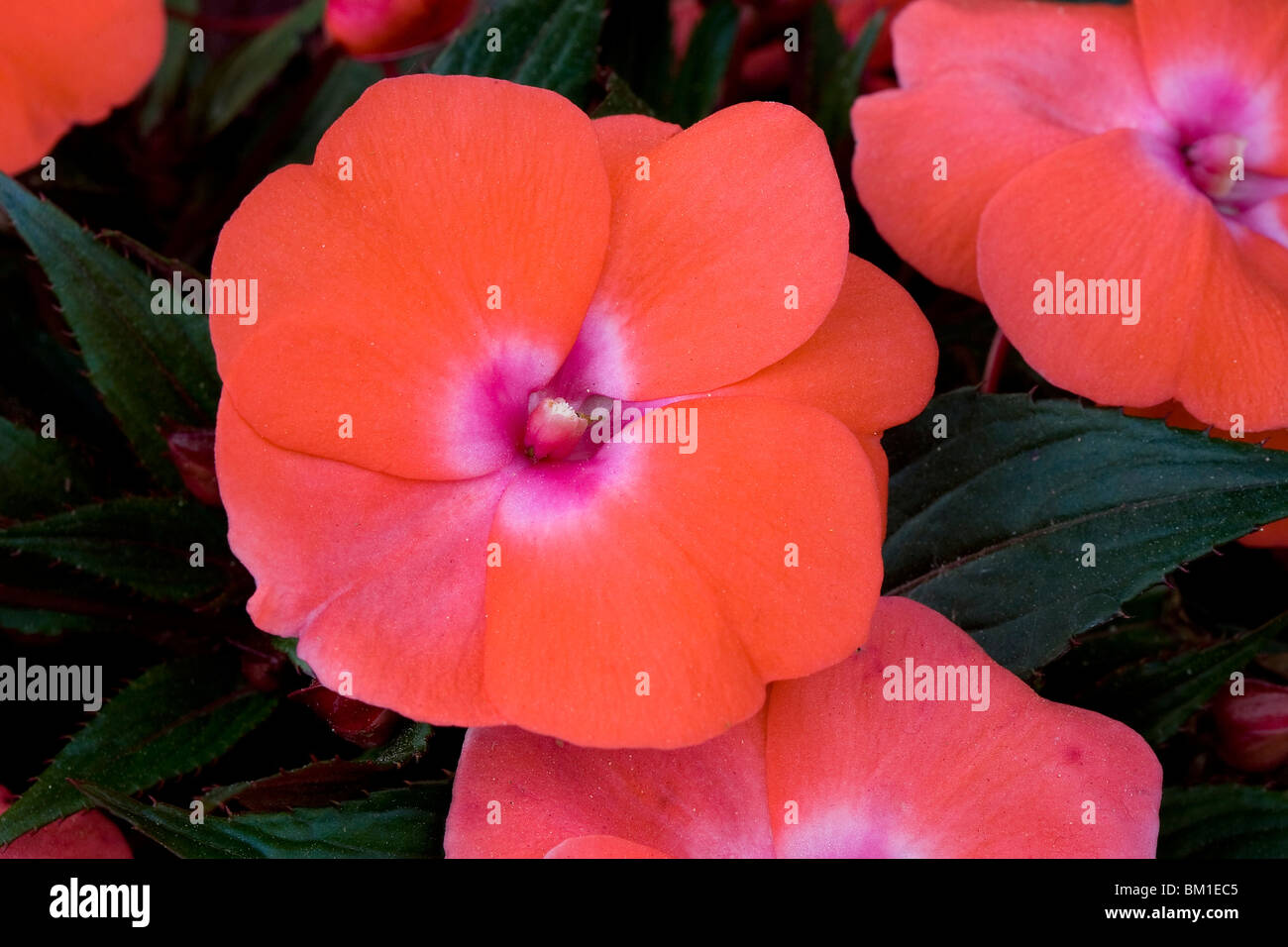 New Guinea Impatiens Busy Lizzie Stock Photos & New Guinea Impatiens ...