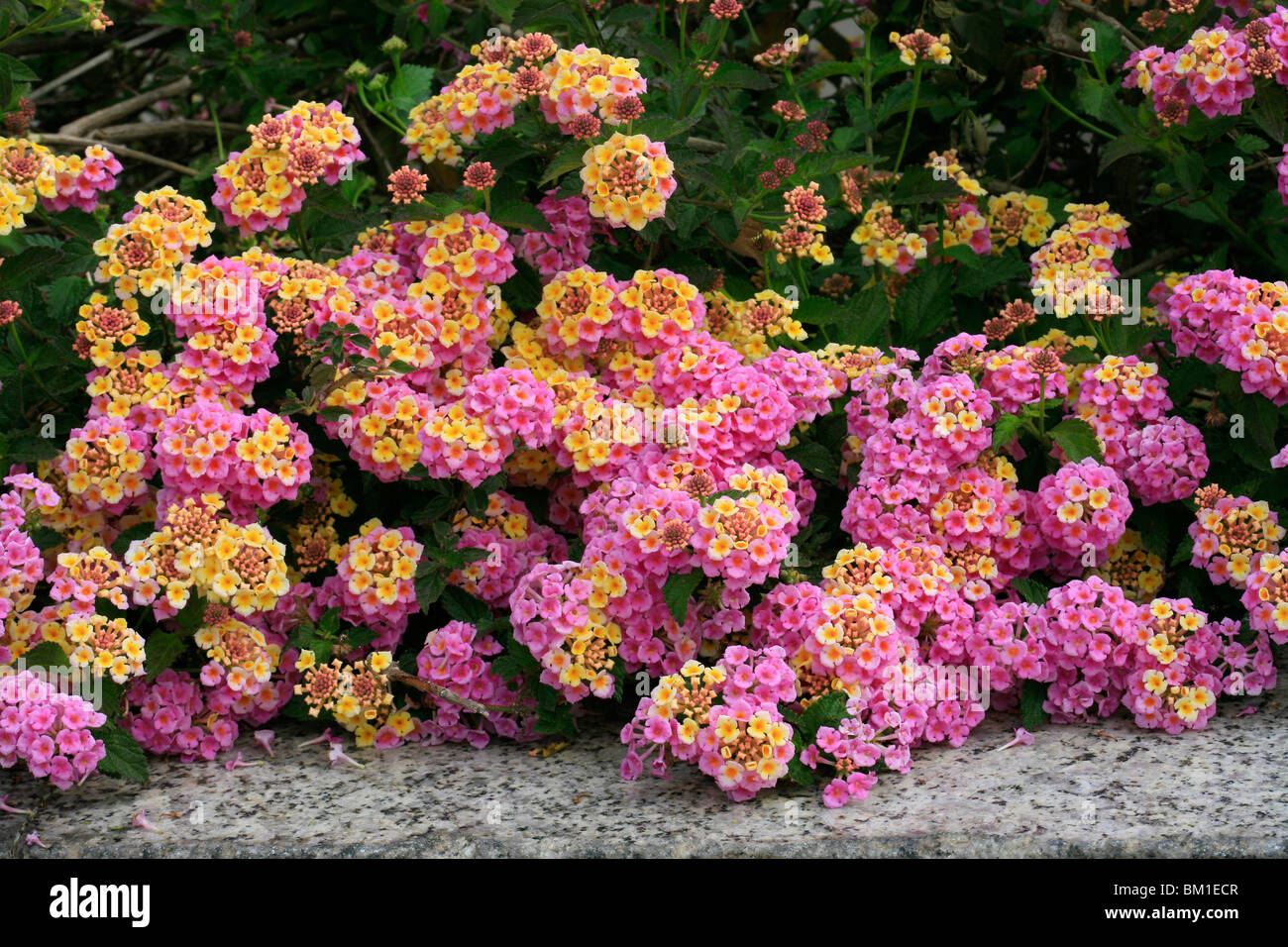 Lantana camara feston rose hi-res stock photography and images - Alamy