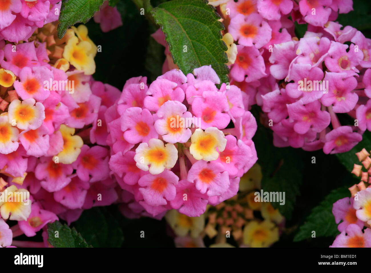 Lantana camara "Feston Rose Stock Photo - Alamy