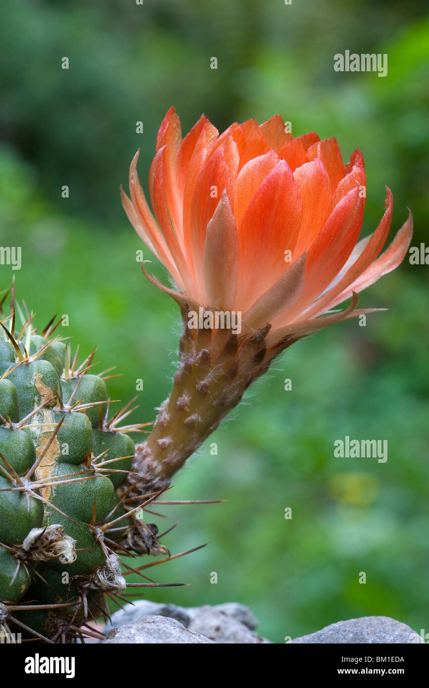 Lobivia hertrichiana, cactus Stock Photo - Alamy