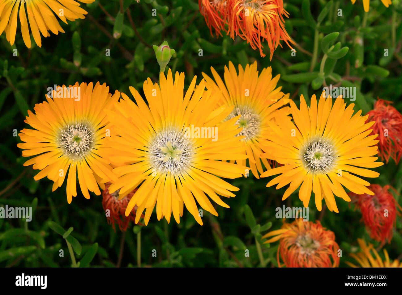 Lampranthus, ice plant, hybrid Stock Photo - Alamy