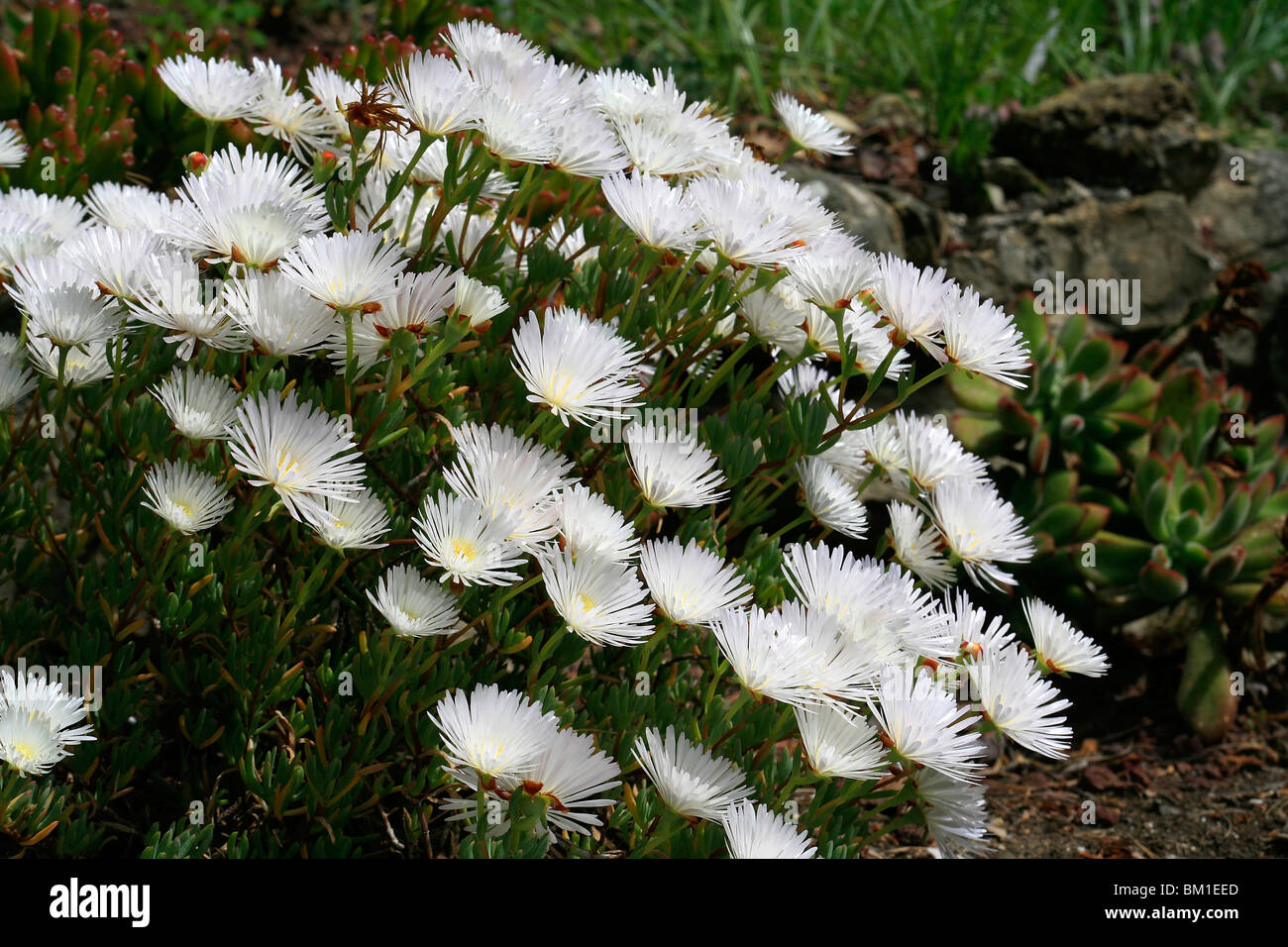 Lampranthus spectabilis, trailing ice plant, hybrid Stock Photo - Alamy
