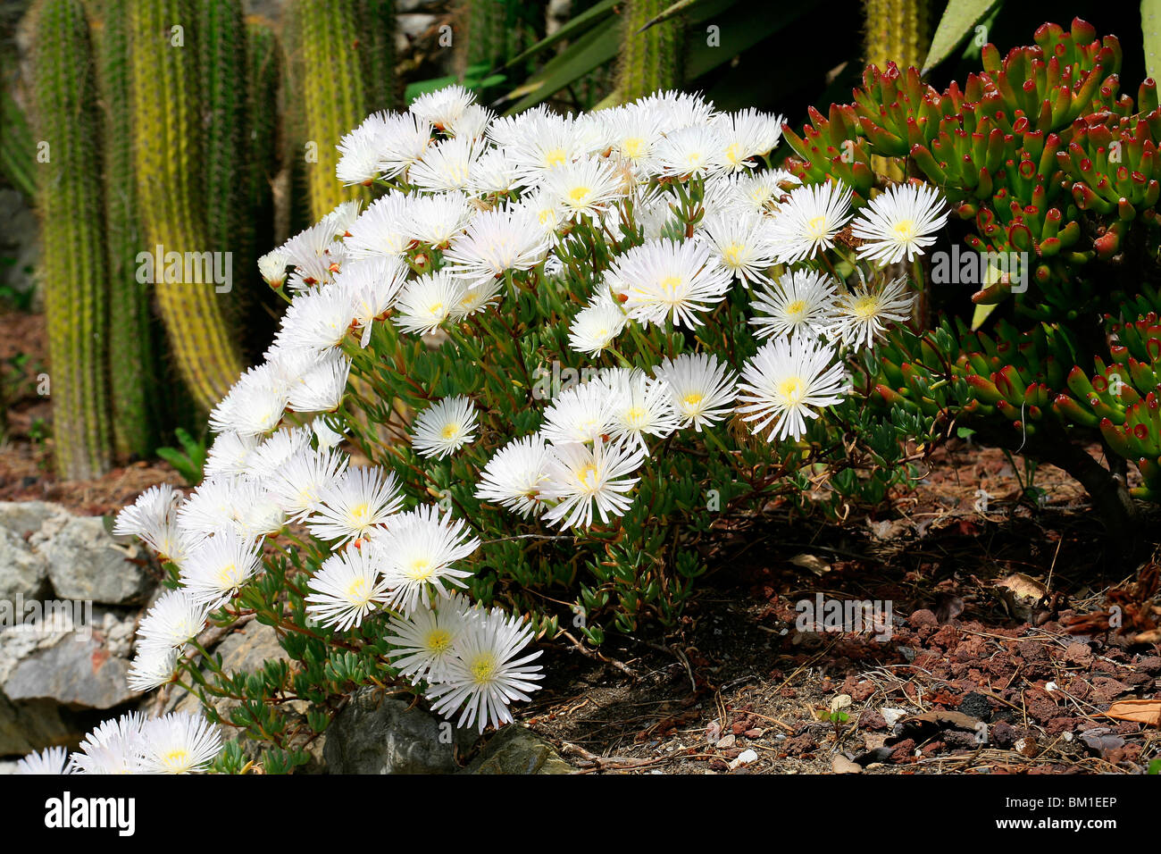 Lampranthus spectabilis, trailing ice plant, hybrid Stock Photo - Alamy