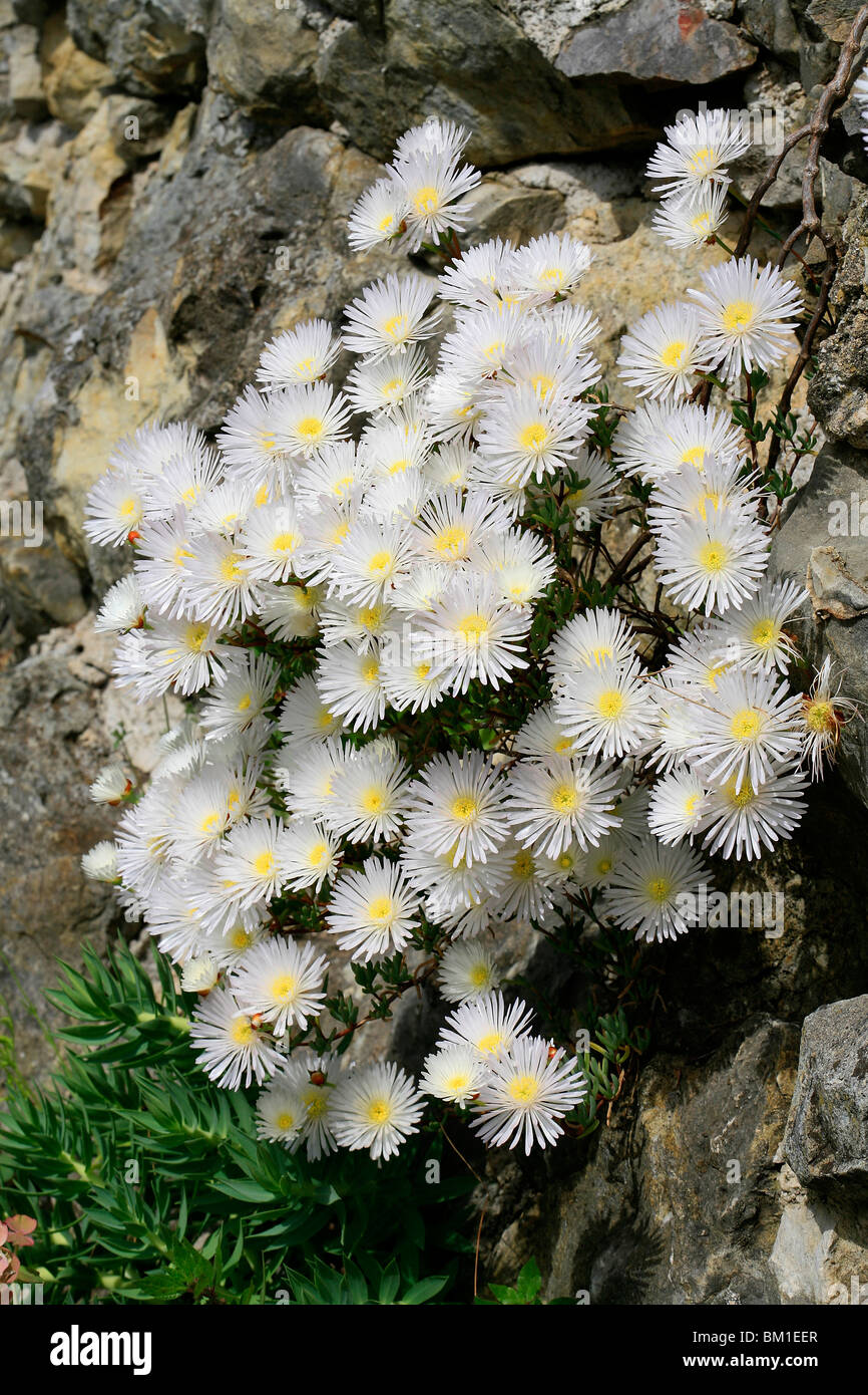 Lampranthus spectabilis, trailing ice plant, hybrid Stock Photo - Alamy