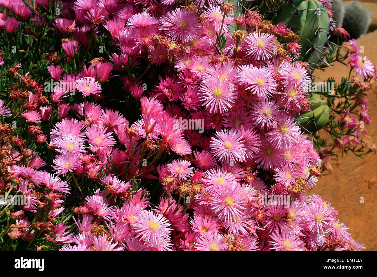 Lampranthus spectabilis, trailing ice plant, hybrid Stock Photo - Alamy