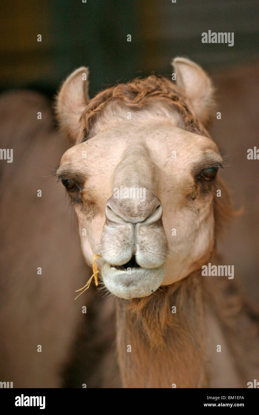Kopf eines Dromedares / Dromedary head Stock Photo - Alamy