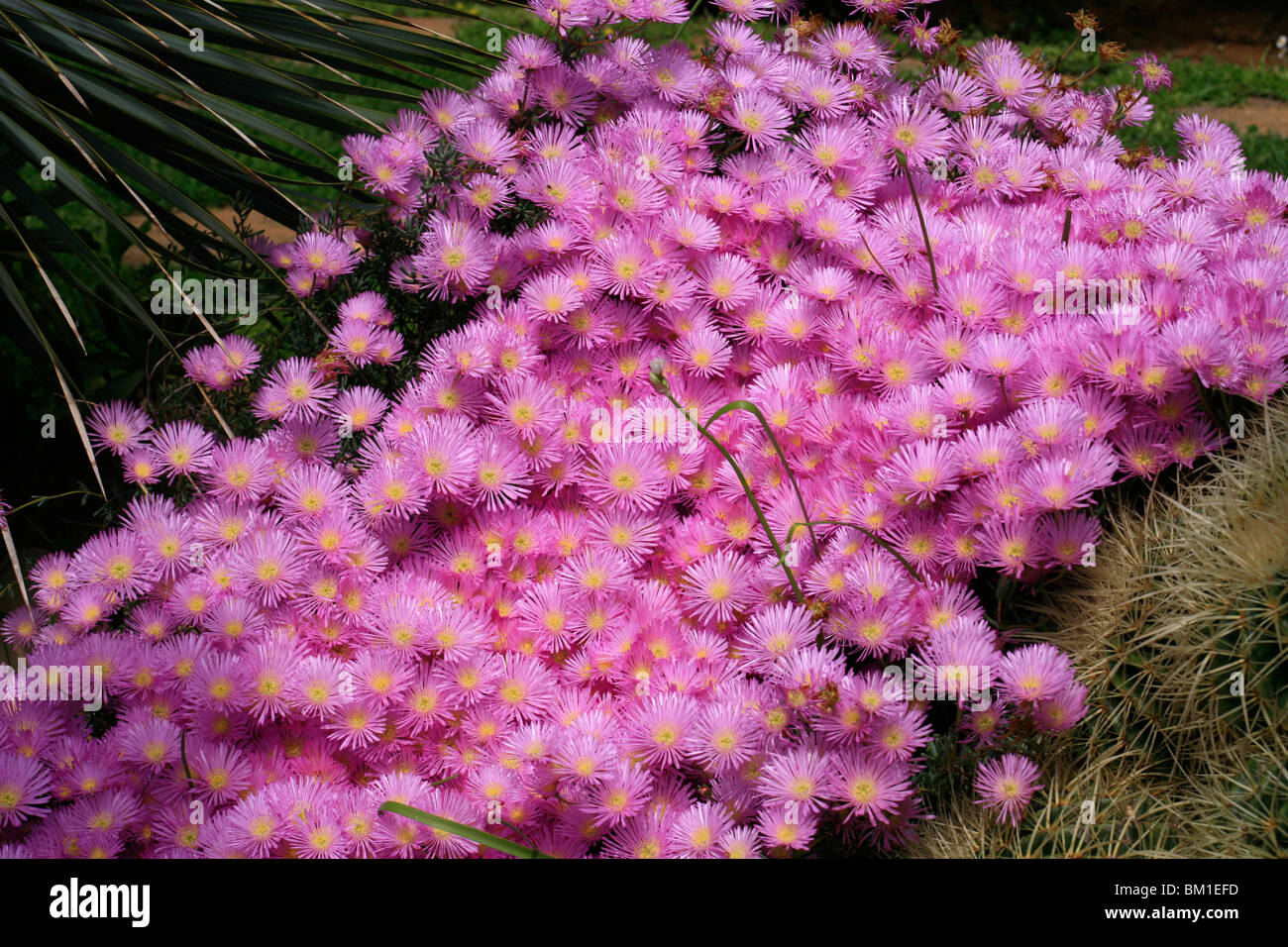 Lampranthus spectabilis, trailing ice plant Stock Photo - Alamy