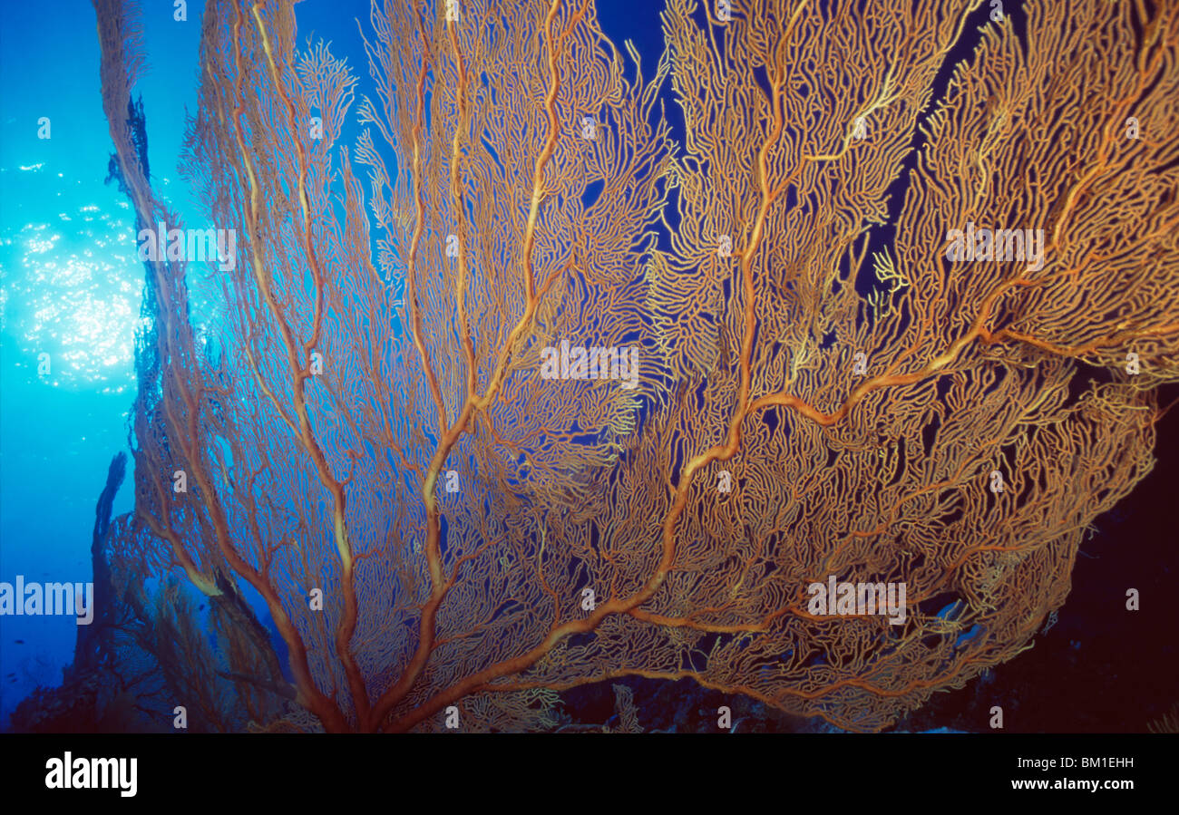 Giant sea fan underwater Stock Photo - Alamy