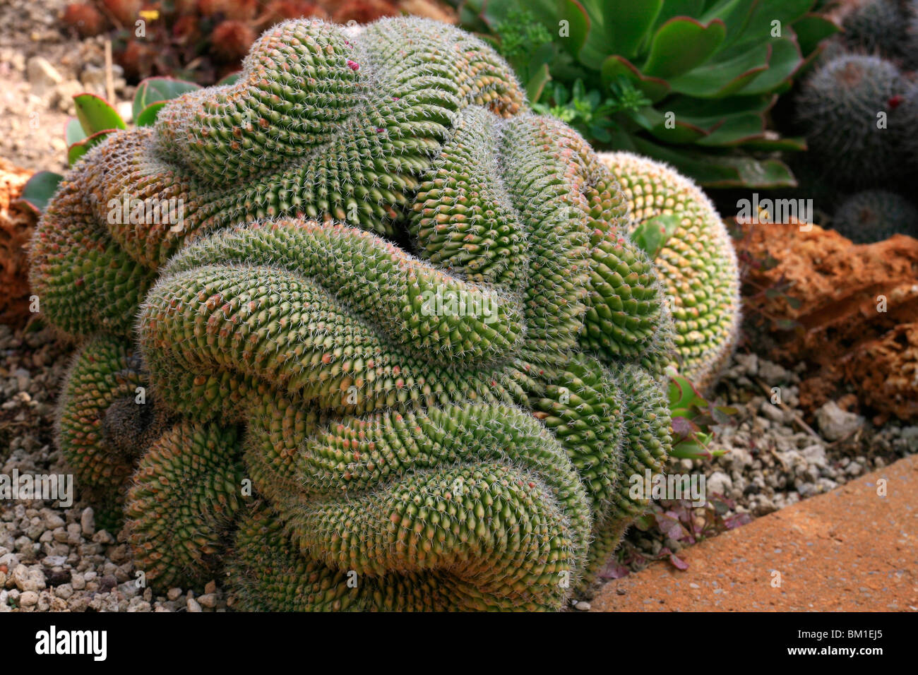 Mammillaria sp., crested cactus, cactus crestato Stock Photo - Alamy