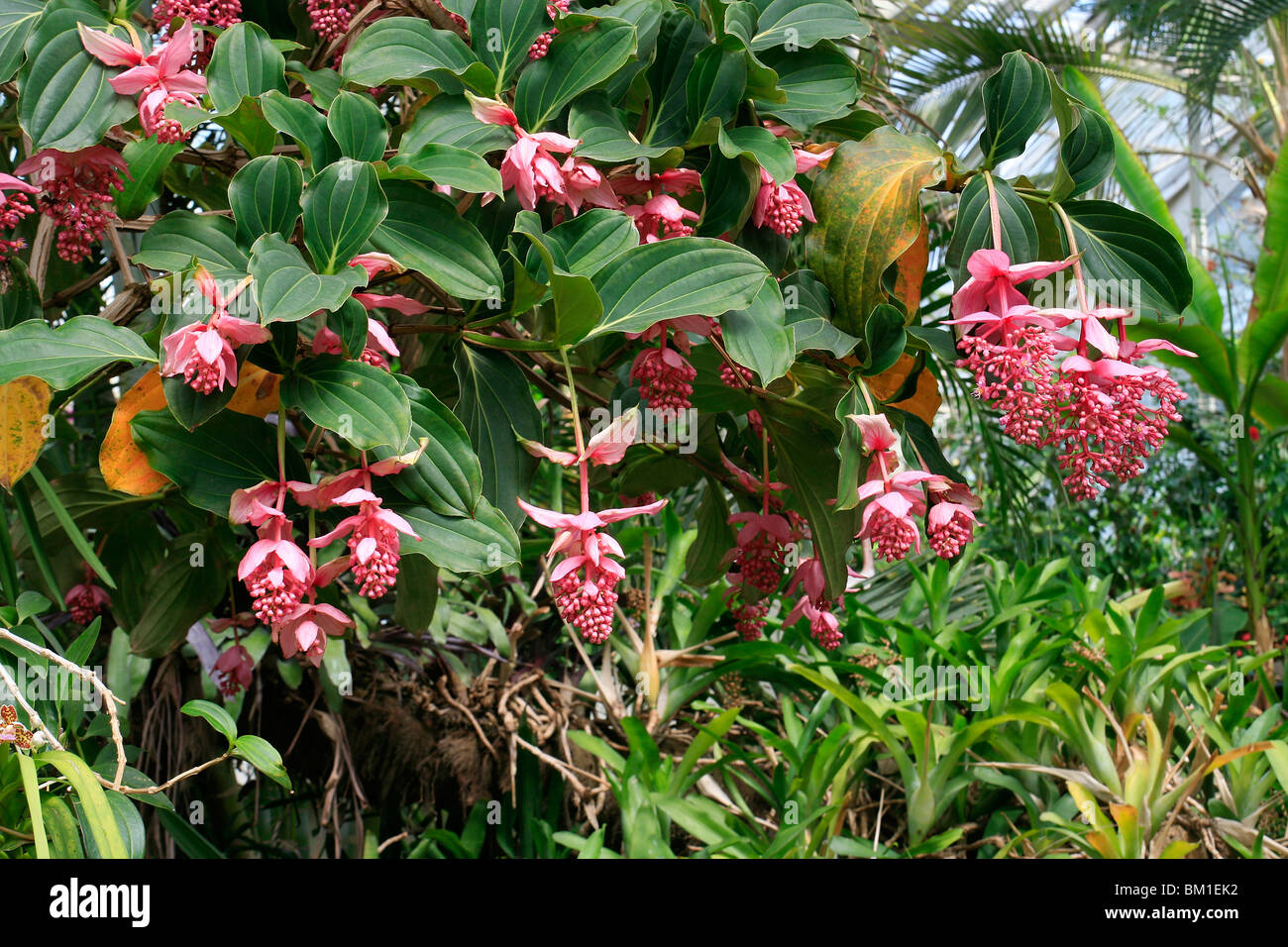 Medinilla magnifica hi-res stock photography and images - Alamy